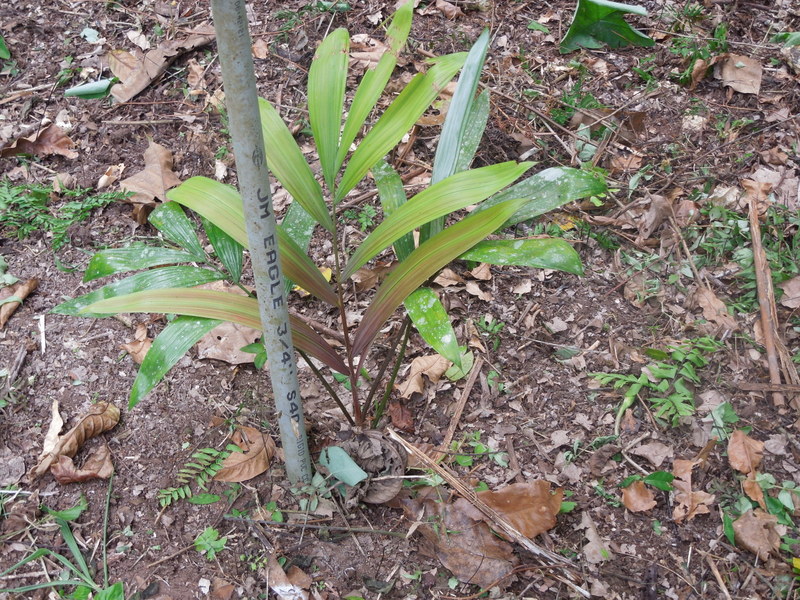 Oenocarpus Bataua from seed - DISCUSSING PALM TREES WORLDWIDE - PalmTalk