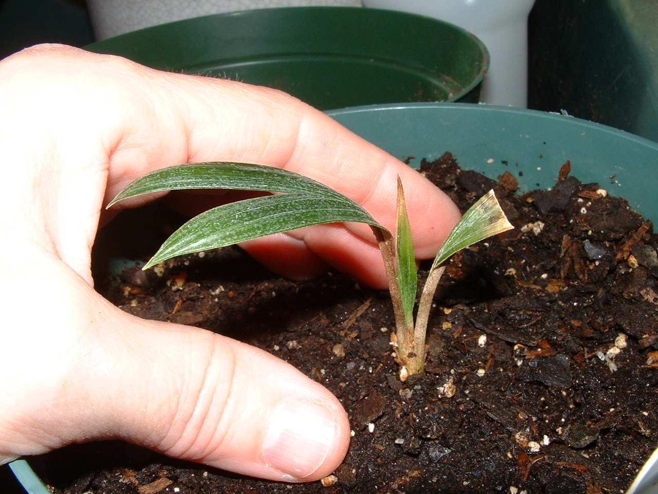 Sommieria leucophylla seedlings - DISCUSSING PALM TREES WORLDWIDE ...