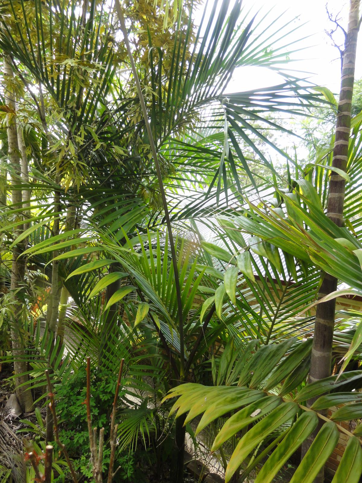Newcal's New Cal Collection - DISCUSSING PALM TREES WORLDWIDE - PalmTalk