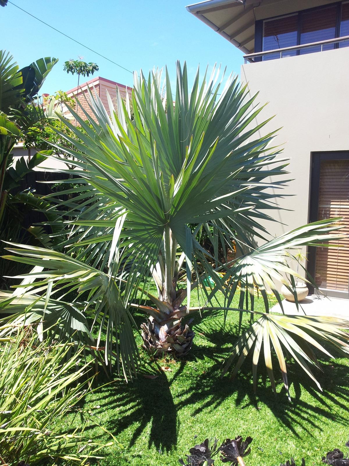 Which Blue Palm ? - DISCUSSING PALM TREES WORLDWIDE - PalmTalk