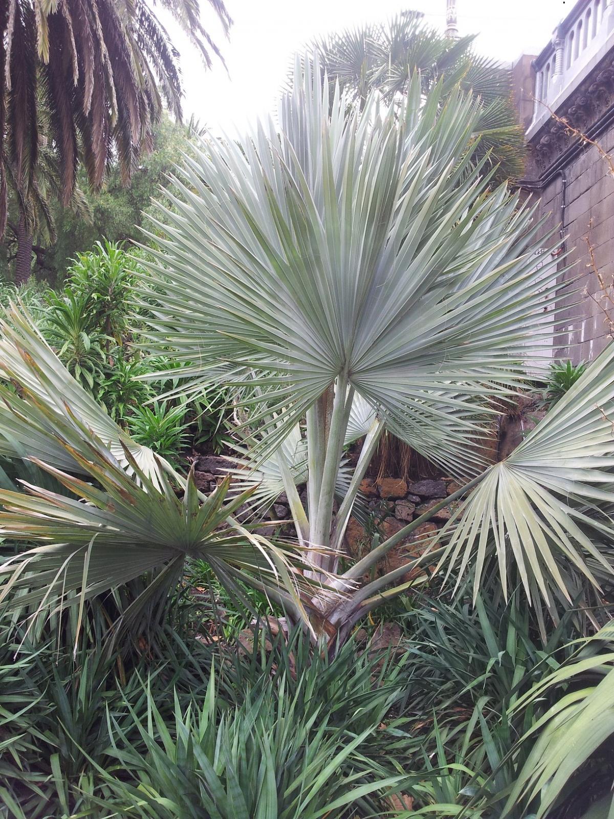 Which Blue Palm ? - DISCUSSING PALM TREES WORLDWIDE - PalmTalk
