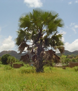 Fan palm of Africa - DISCUSSING PALM TREES WORLDWIDE - PalmTalk