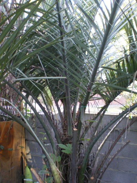 Frizzle Top??? in B. capitata - DISCUSSING PALM TREES WORLDWIDE - PalmTalk