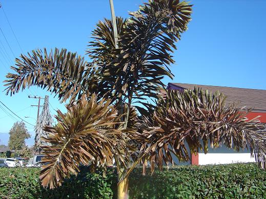 HITTING THE PANIC BUTTON - DISCUSSING PALM TREES WORLDWIDE - PalmTalk