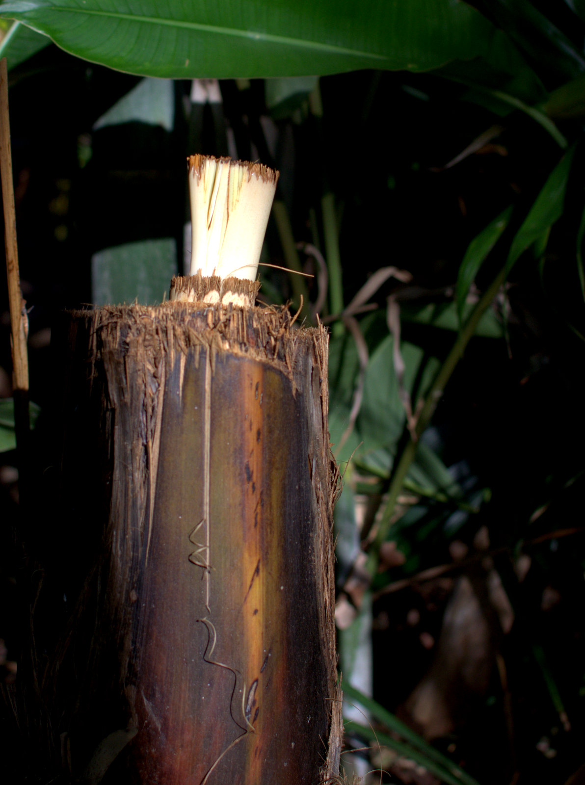 Back at Burrawang Mana, things looked thirsty but holding on ...