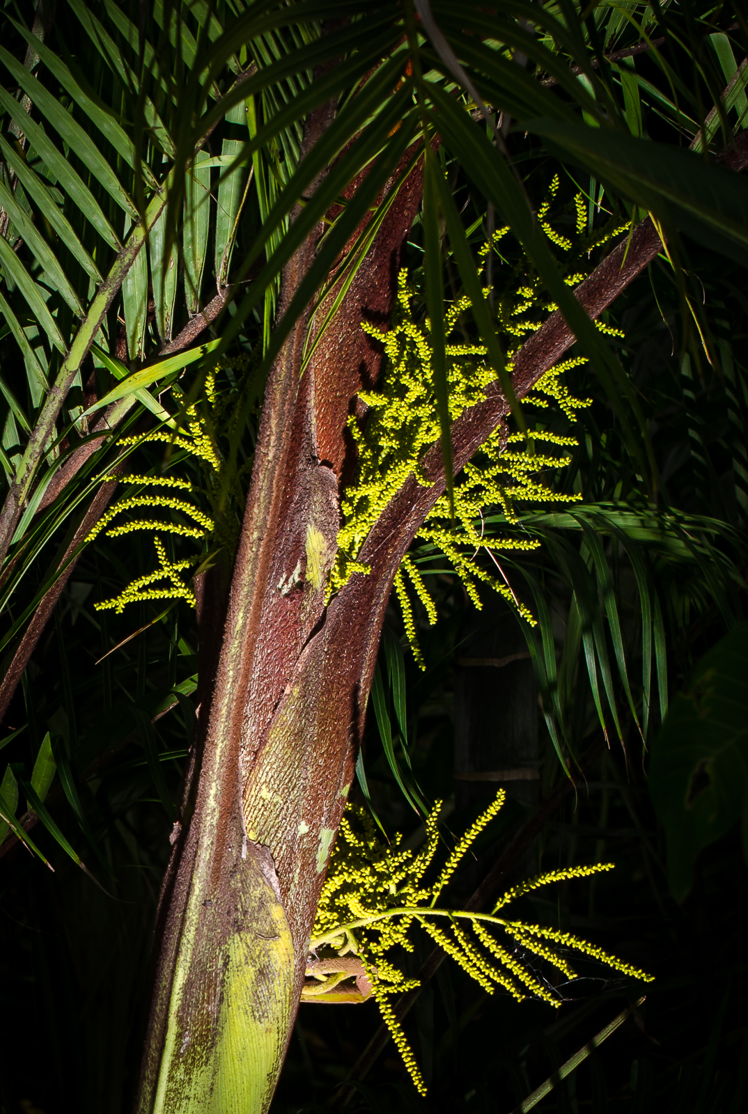 Dypsis heteromorpha - DISCUSSING PALM TREES WORLDWIDE - PalmTalk