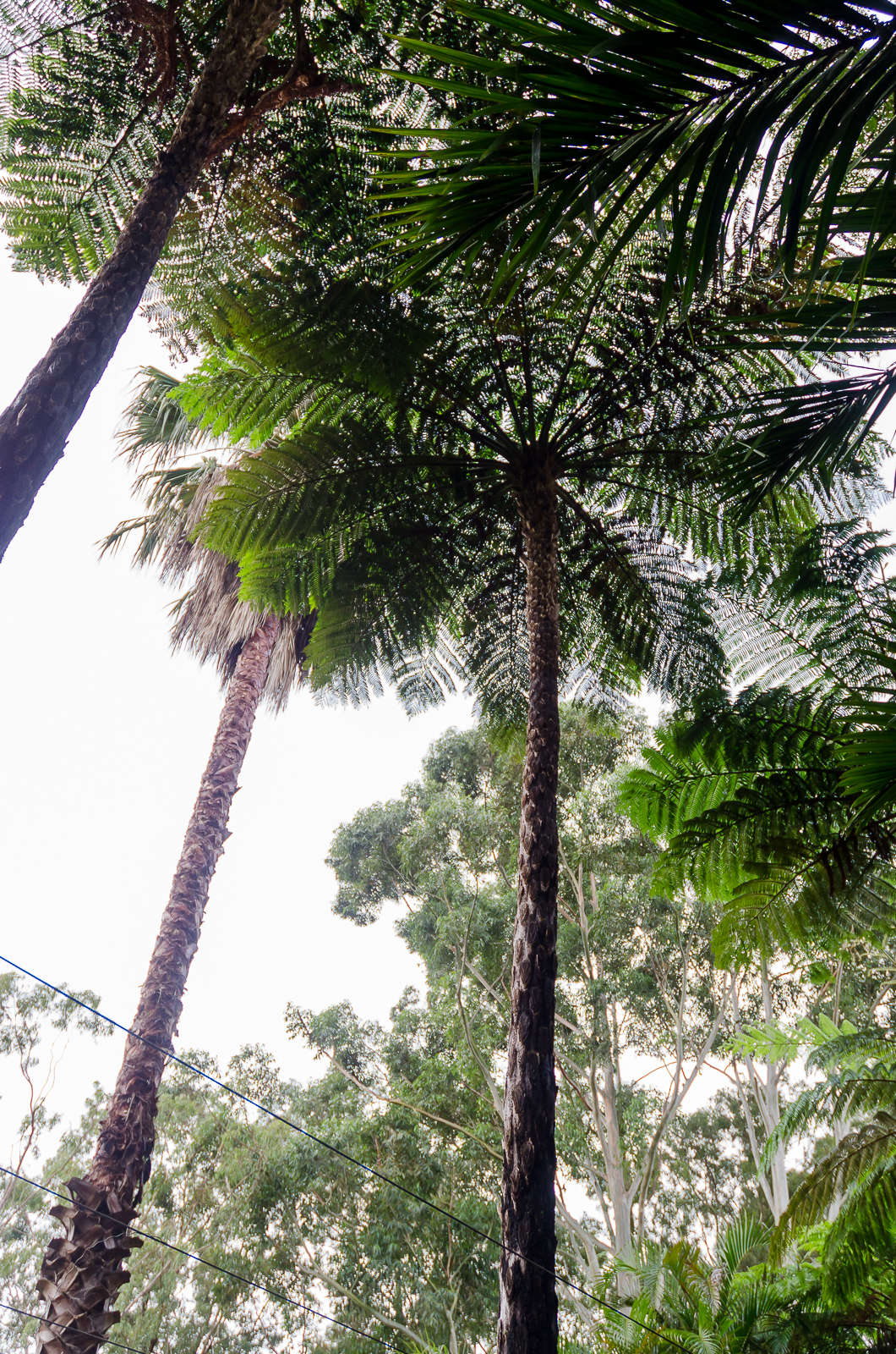 Wollongong Botanical Gardens Palm Collection - DISCUSSING PALM TREES ...