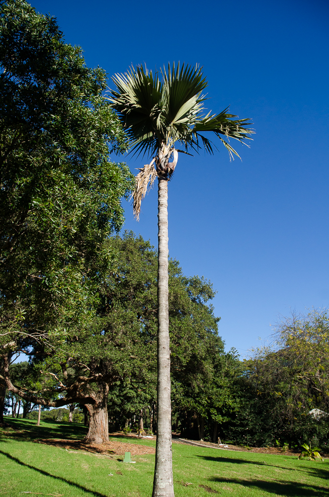 Wollongong Botanical Gardens Palm Collection - DISCUSSING PALM TREES ...