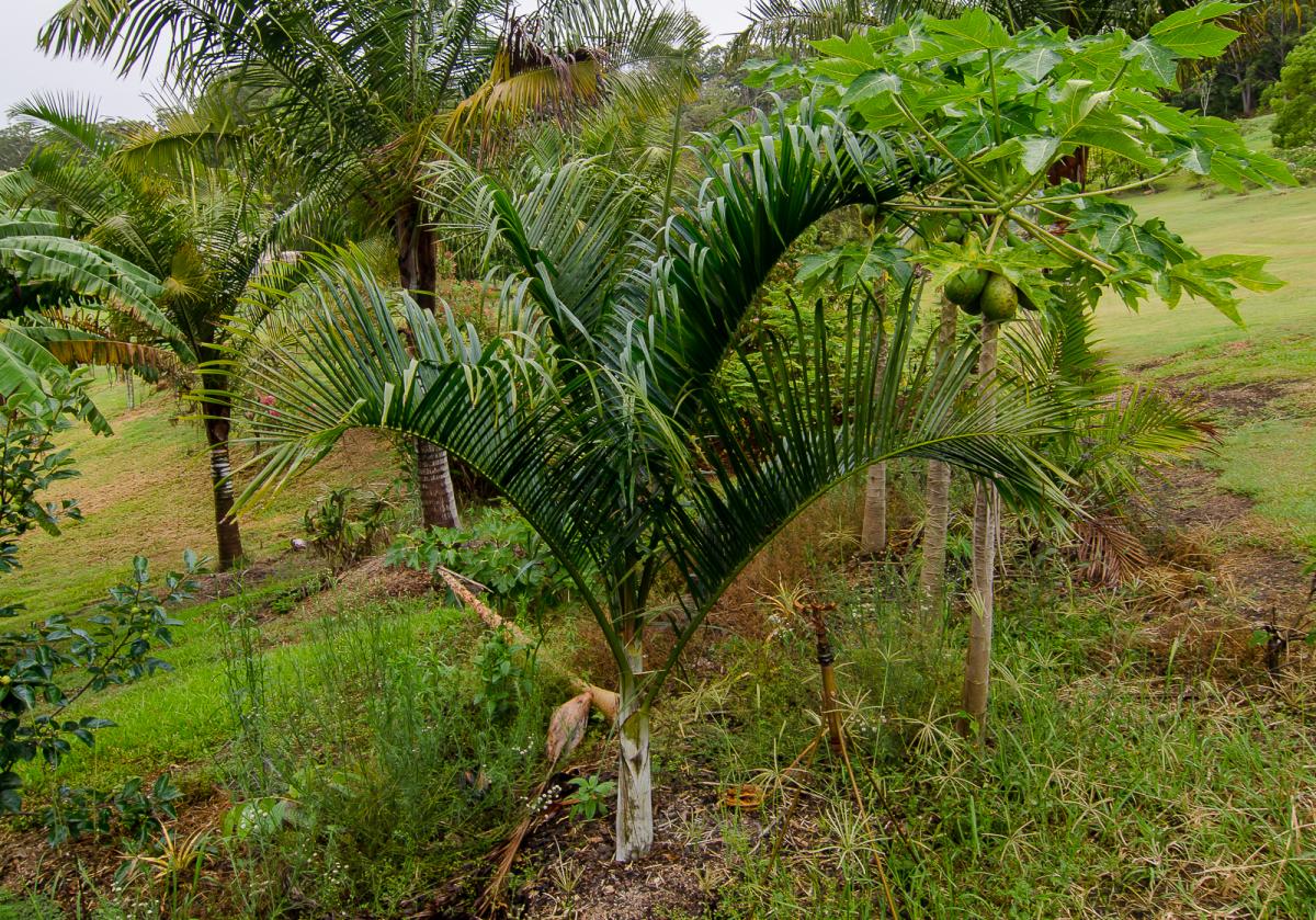 Another Queensland Garden - DISCUSSING PALM TREES WORLDWIDE - PalmTalk