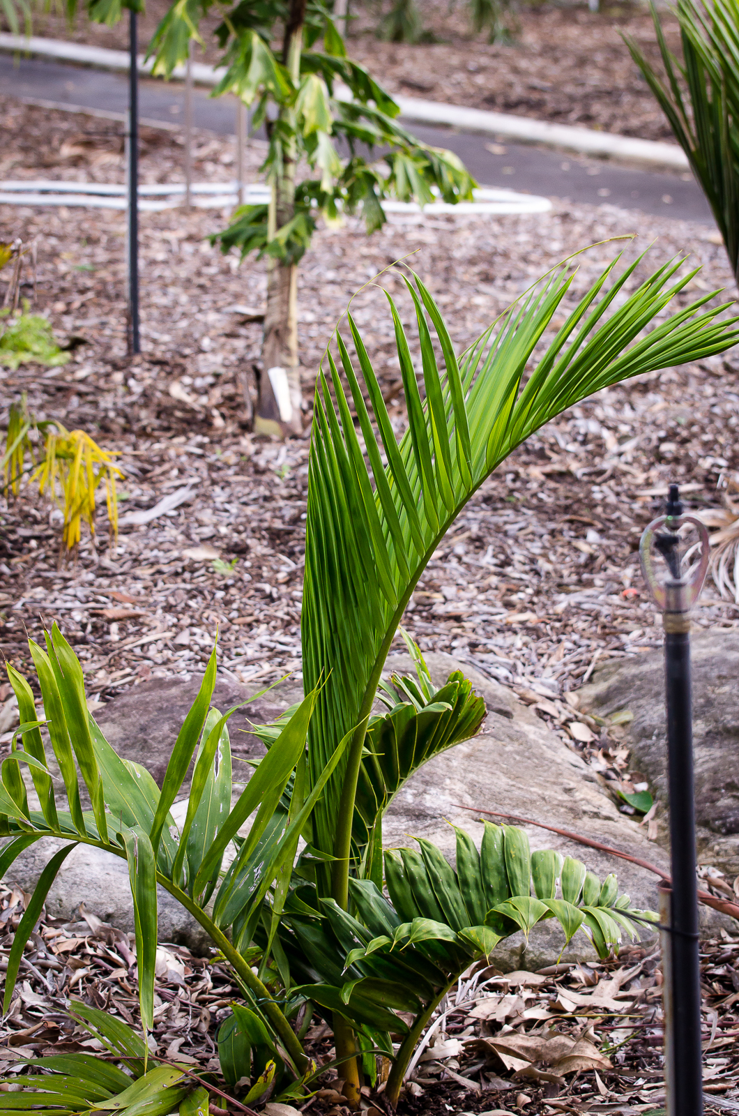 Wollongong Botanical Gardens Palm Collection - DISCUSSING PALM TREES ...