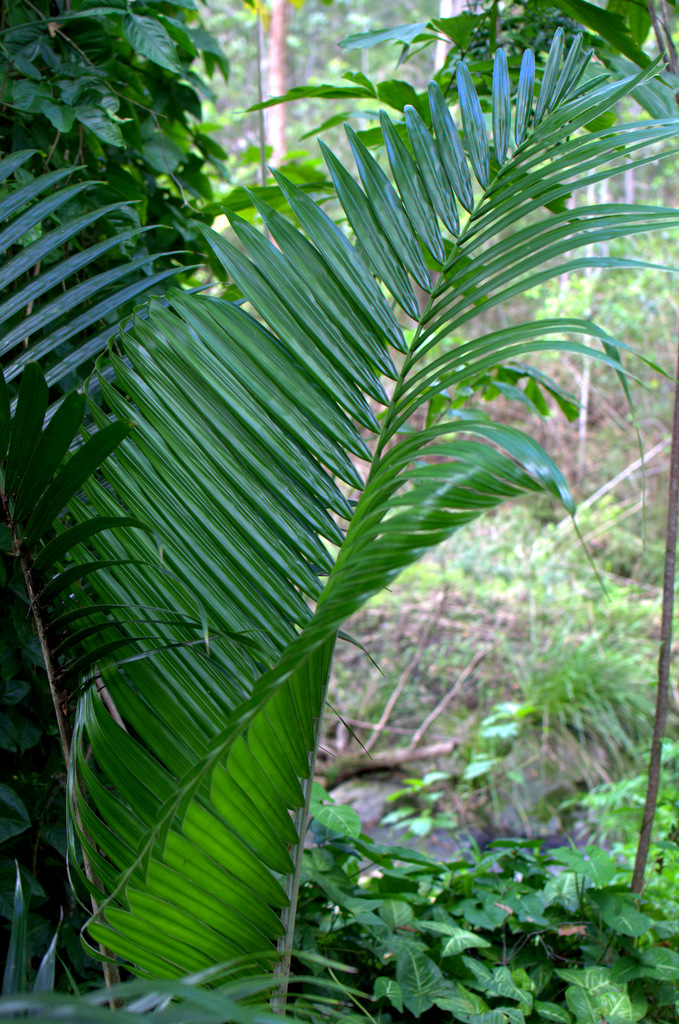 Palm Colors - DISCUSSING PALM TREES WORLDWIDE - PalmTalk