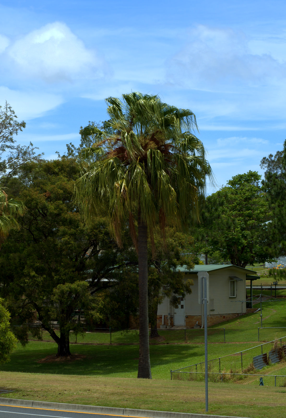 Livistona 'Super' nitida - DISCUSSING PALM TREES WORLDWIDE - PalmTalk