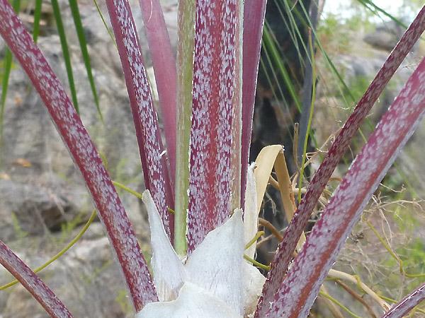 Interesting colour patterns on petiole - DISCUSSING PALM TREES ...