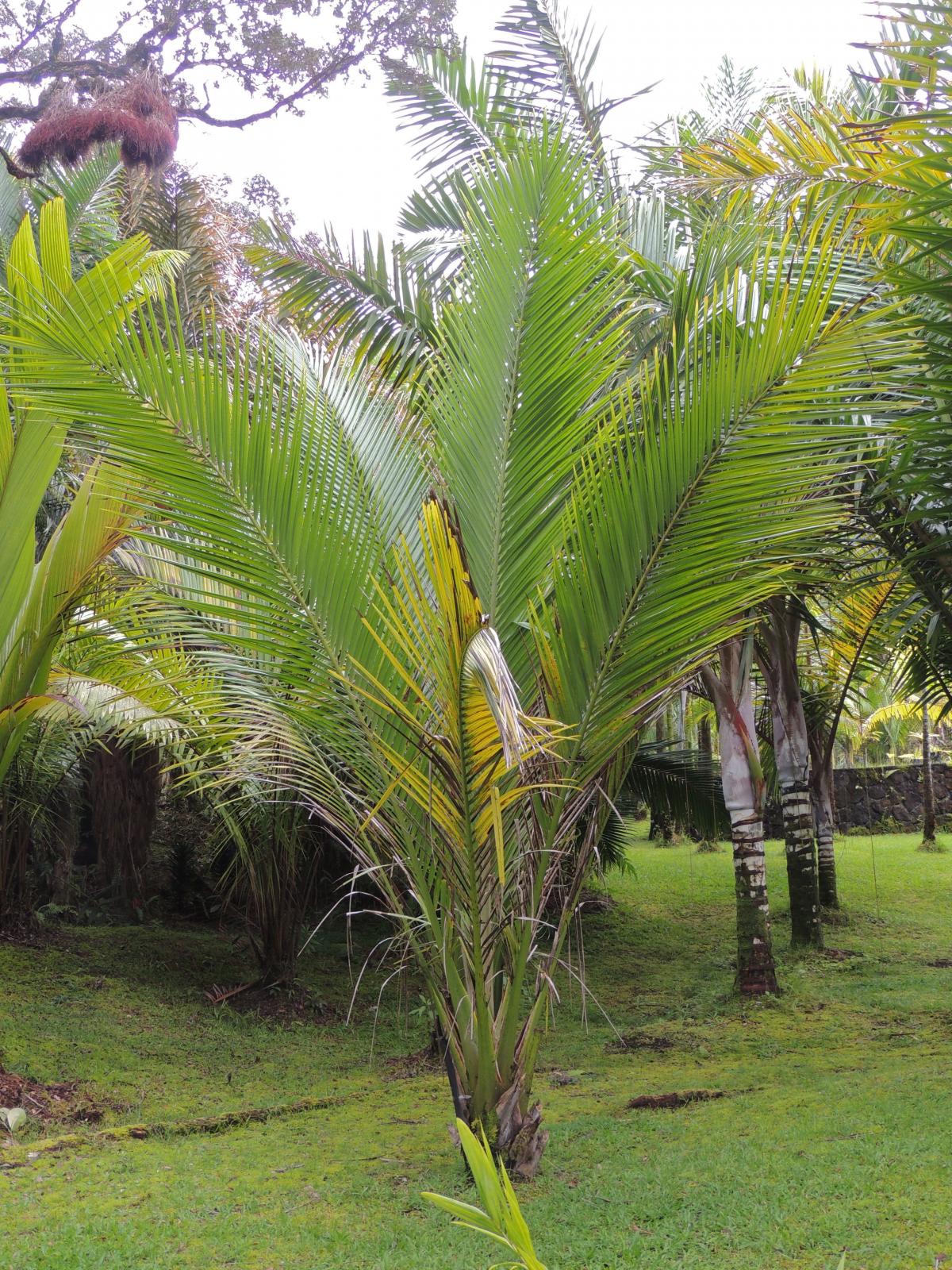 Karolyn's garden in Leilani Estates - DISCUSSING PALM TREES WORLDWIDE ...
