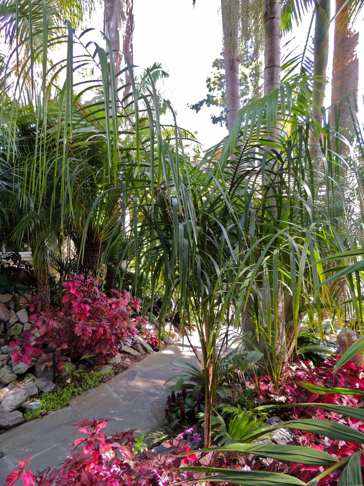 Few Palms from northern California visit - DISCUSSING PALM TREES ...