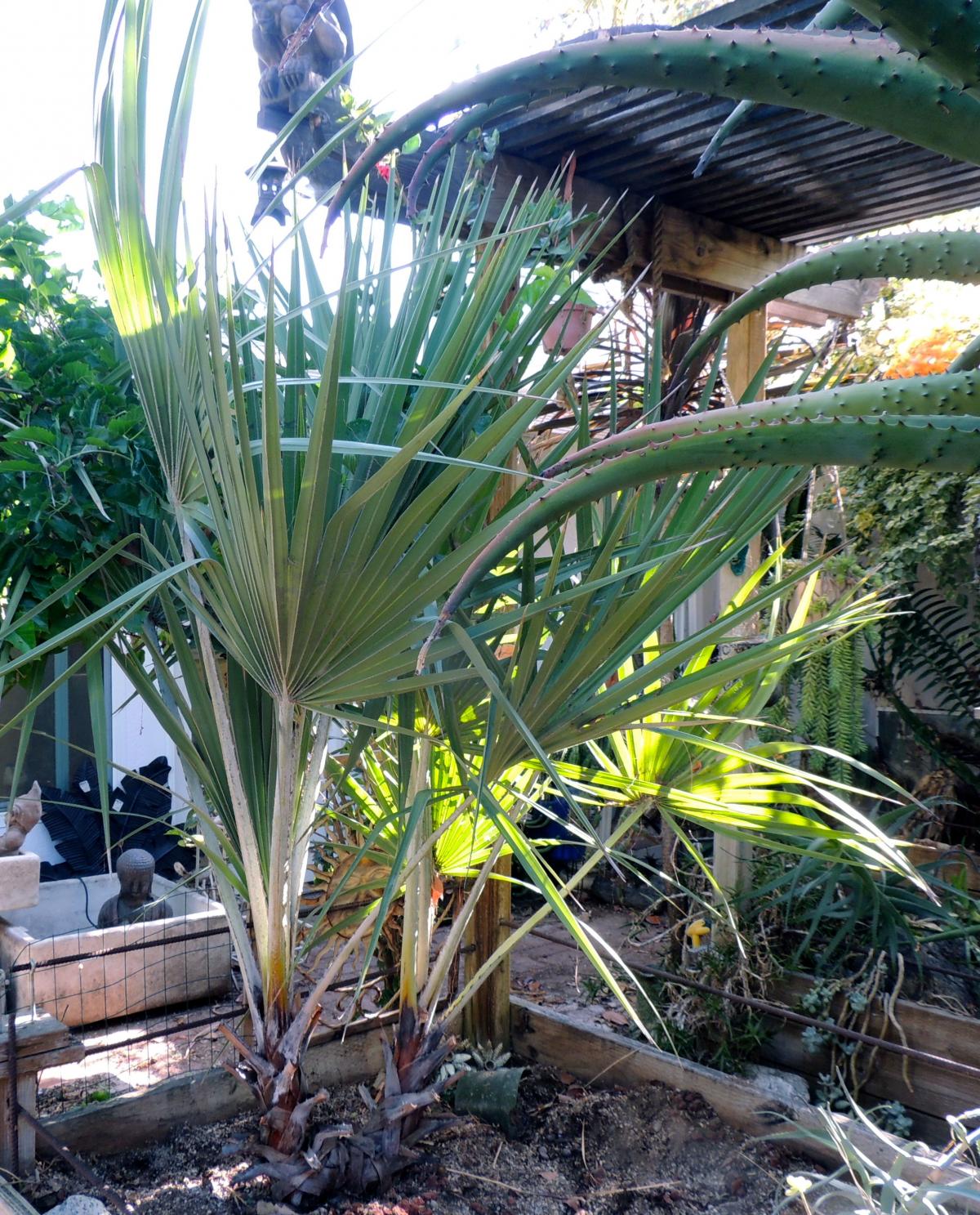 hyphane coriacea - COLD HARDY PALMS - PalmTalk
