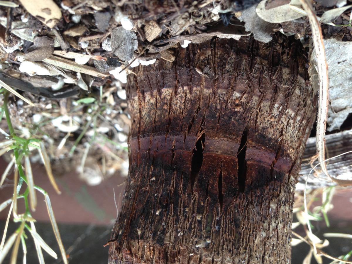 Deep splits in base- V. Arecina - DISCUSSING PALM TREES WORLDWIDE ...