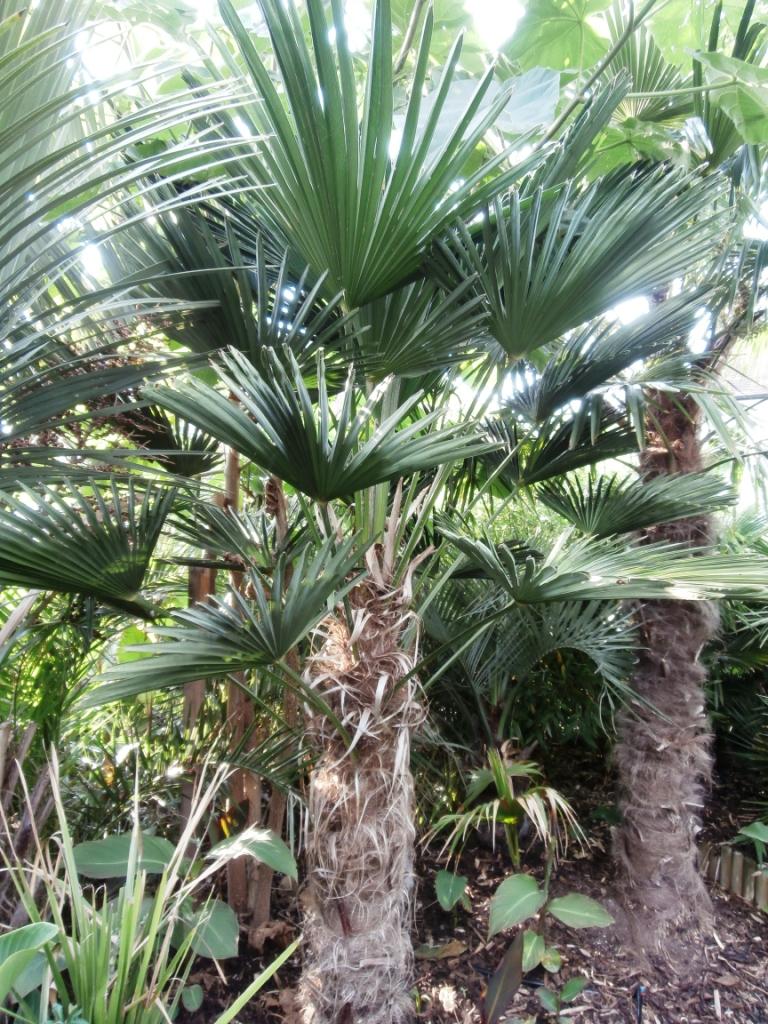 Palms in London - DISCUSSING PALM TREES WORLDWIDE - PalmTalk