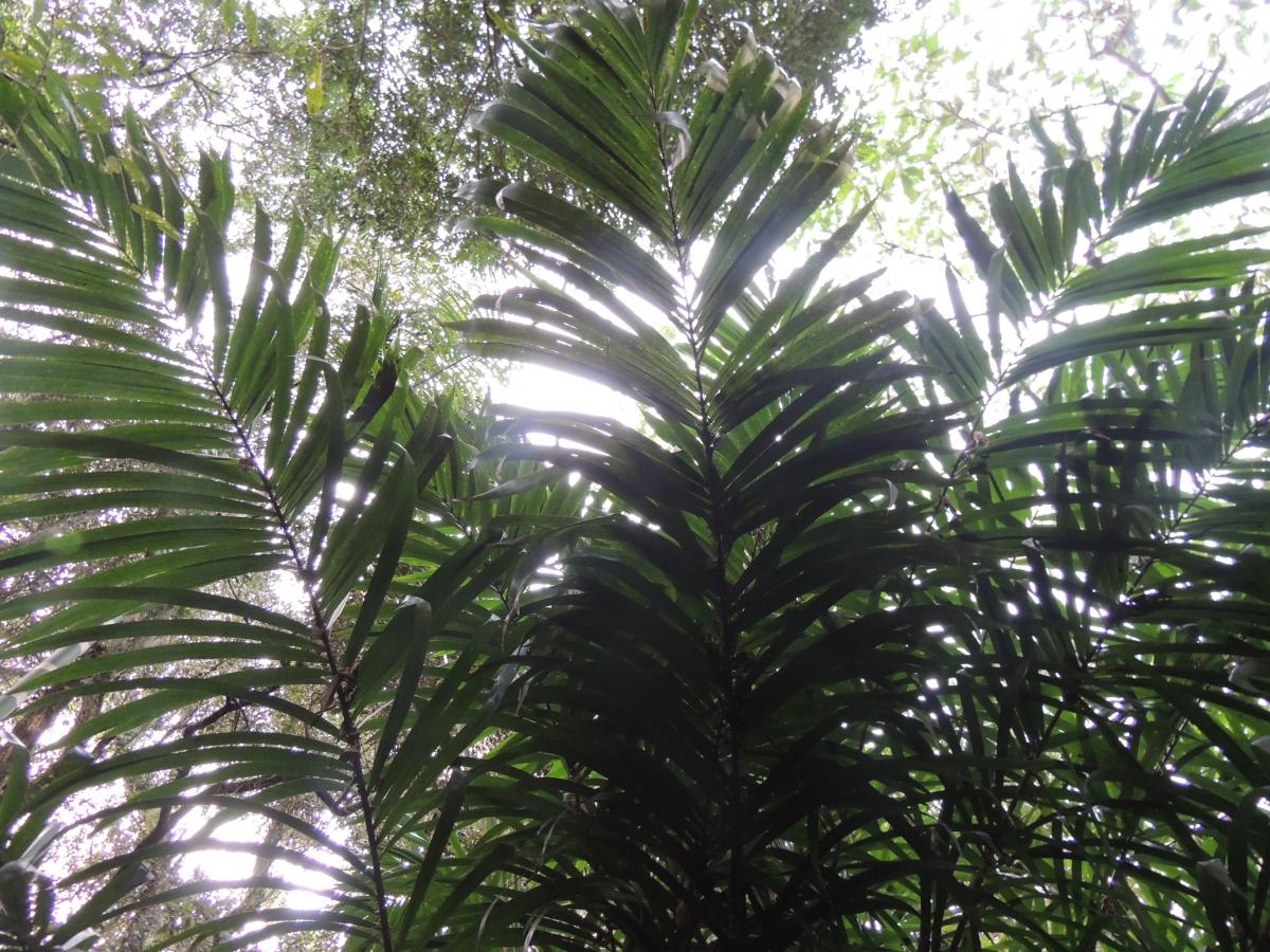 "Tucum" , a surprisingly hardy palm - DISCUSSING PALM TREES WORLDWIDE ...