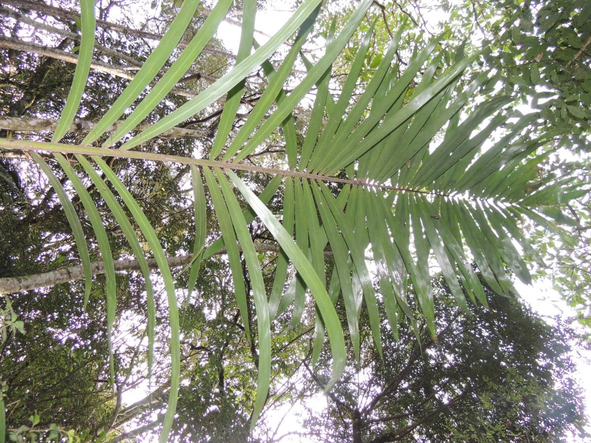 "Tucum" , a surprisingly hardy palm - DISCUSSING PALM TREES WORLDWIDE ...
