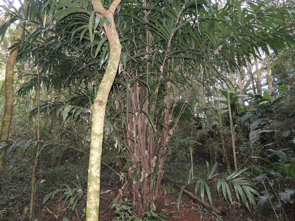 "Tucum" , a surprisingly hardy palm - DISCUSSING PALM TREES WORLDWIDE ...