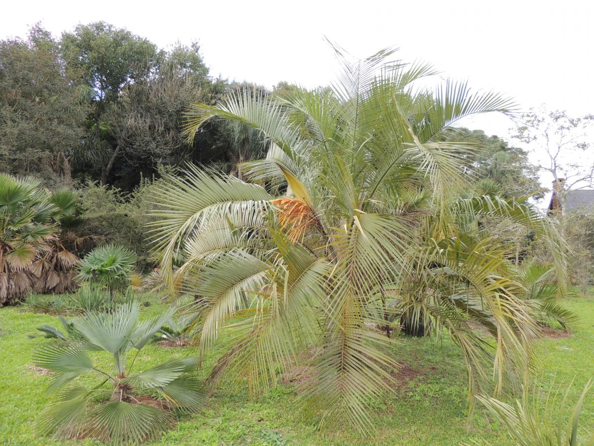 Butia sp x Parajubaea cocoides (Inflorescence and some fruits ...