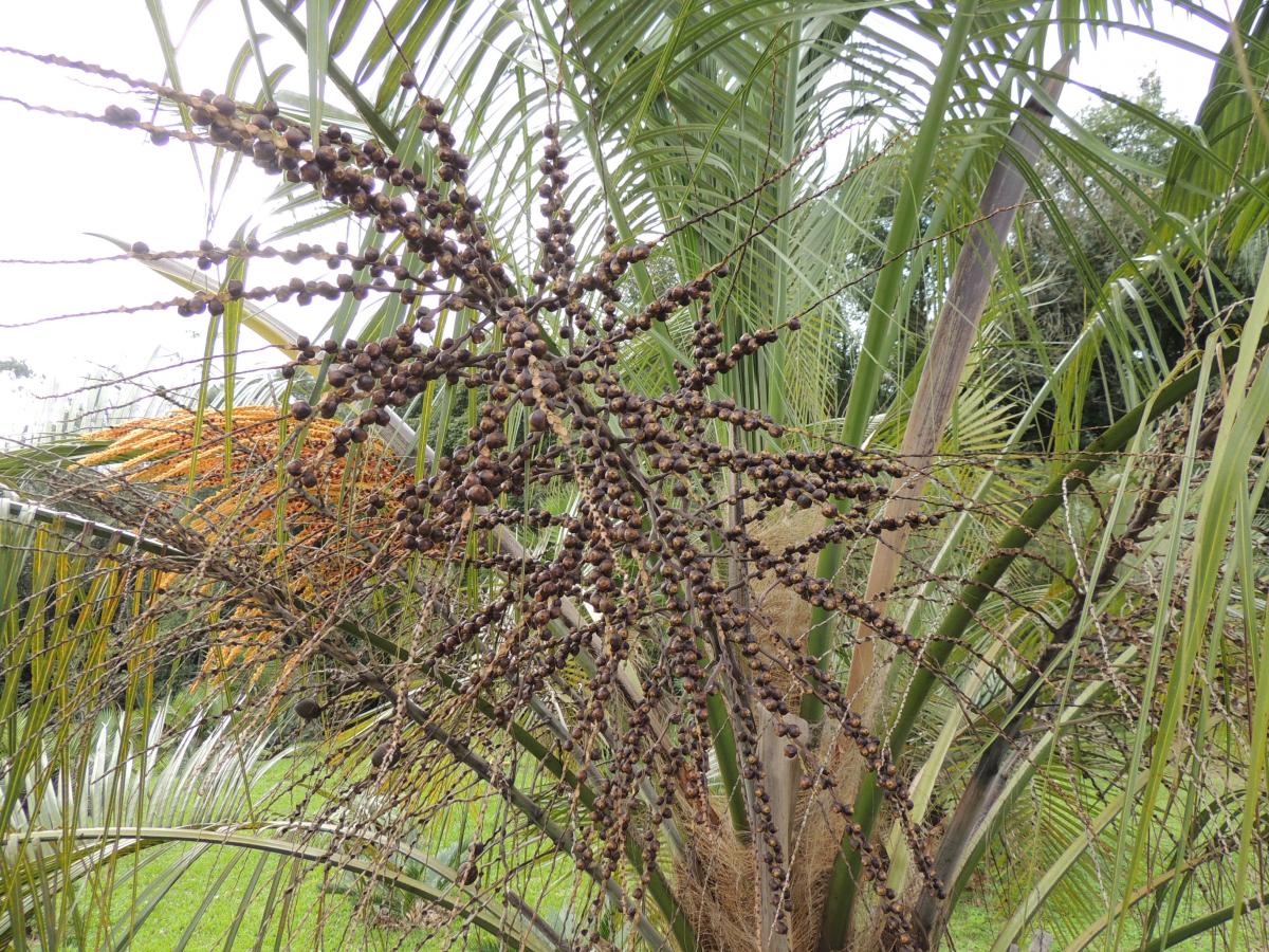 Butia sp x Parajubaea cocoides (Inflorescence and some fruits ...