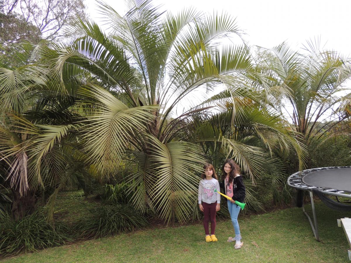 Butia sp x Parajubaea cocoides (Inflorescence and some fruits ...