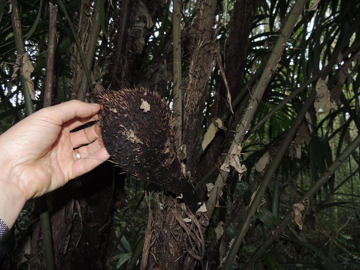 "Tucum" , a surprisingly hardy palm - DISCUSSING PALM TREES WORLDWIDE ...
