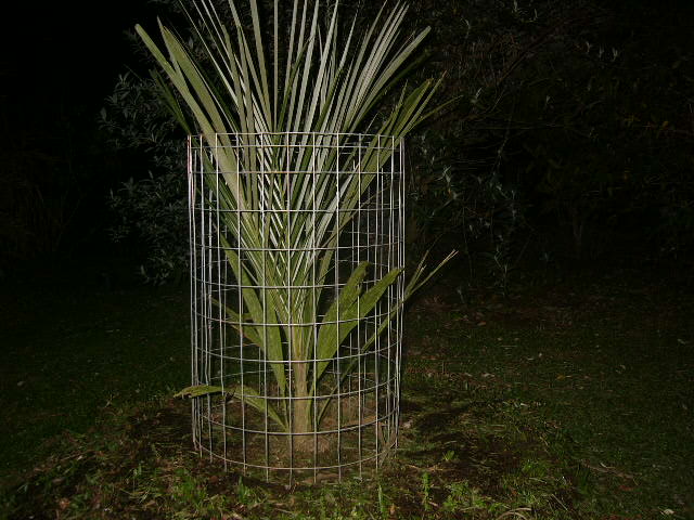 Parajubaea Tor Tor and Sunka - DISCUSSING PALM TREES WORLDWIDE - PalmTalk