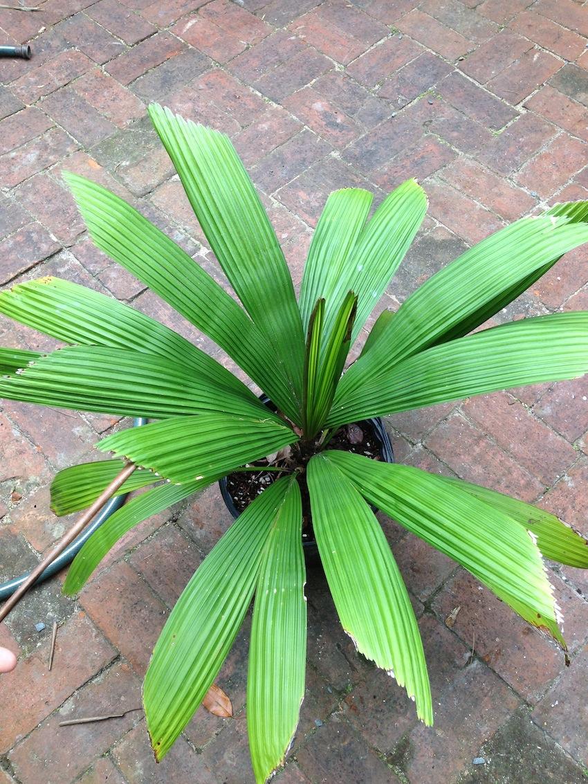Garden Update - DISCUSSING PALM TREES WORLDWIDE - PalmTalk