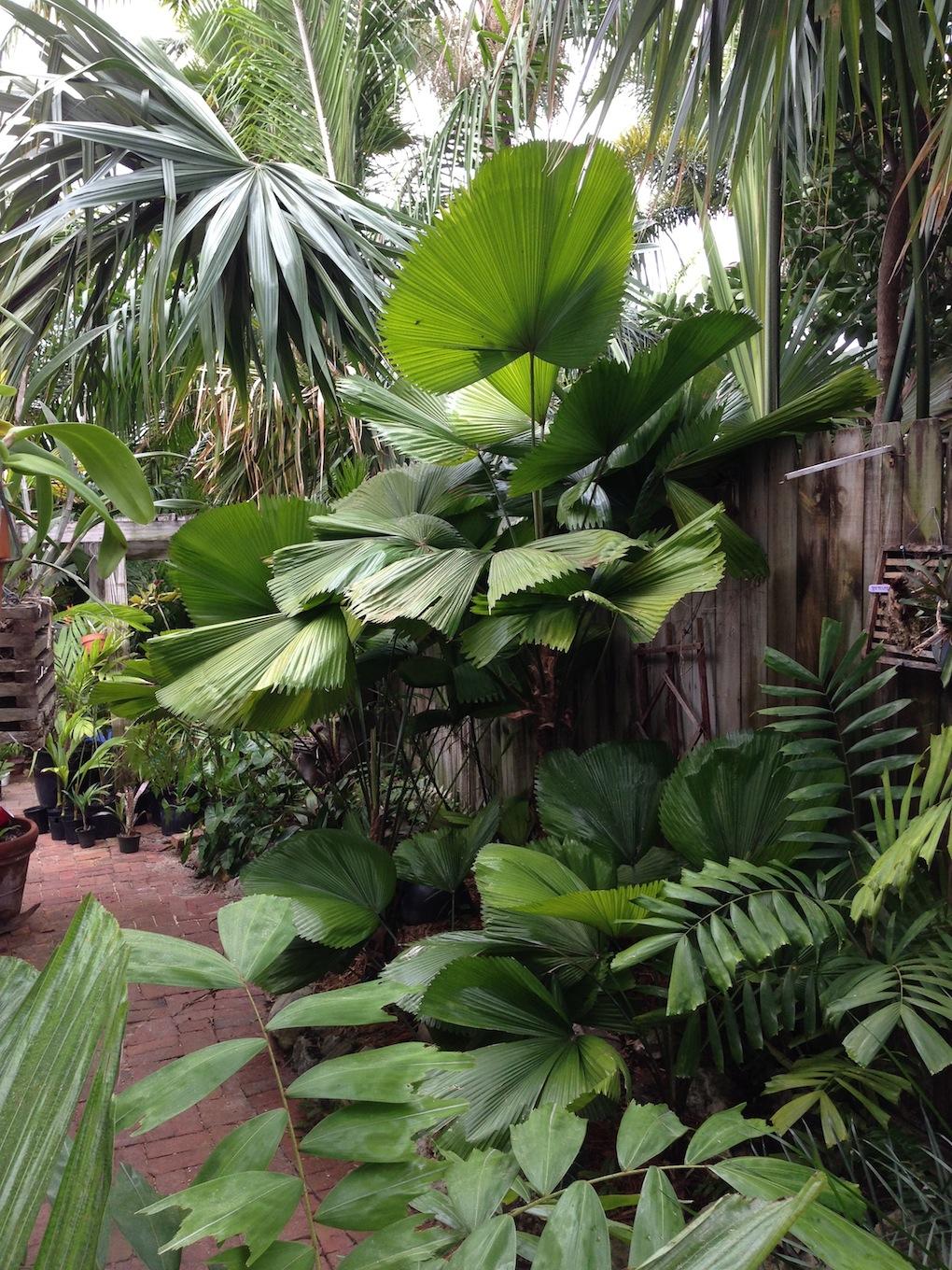 Garden Update - DISCUSSING PALM TREES WORLDWIDE - PalmTalk