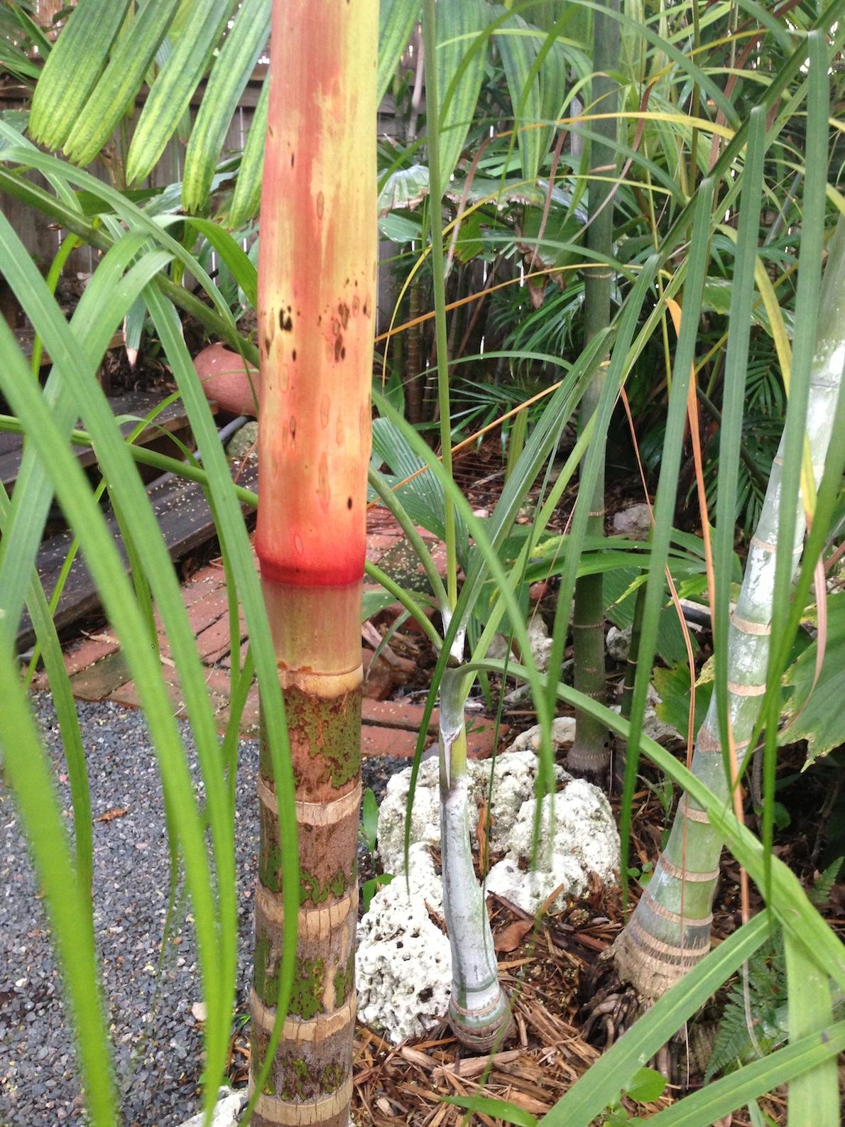 Red...Areca macrocalyx - DISCUSSING PALM TREES WORLDWIDE - PalmTalk