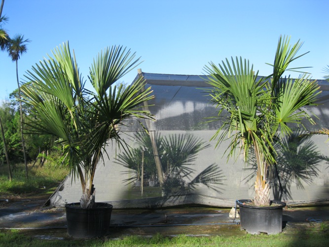 Corypha utan - For Sale - PalmTalk