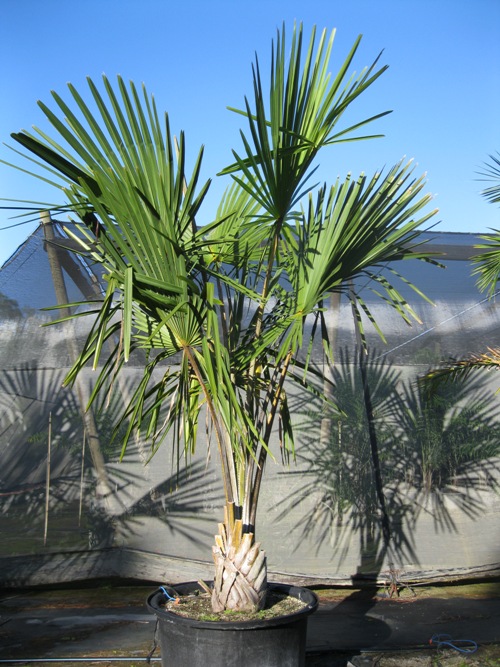 Corypha utan - For Sale - PalmTalk