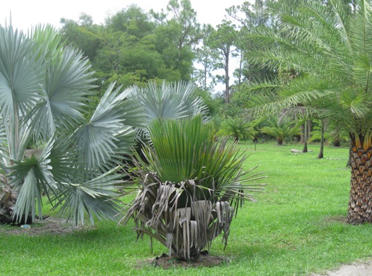 Copernicia rigida 6'OA - For Sale - PalmTalk