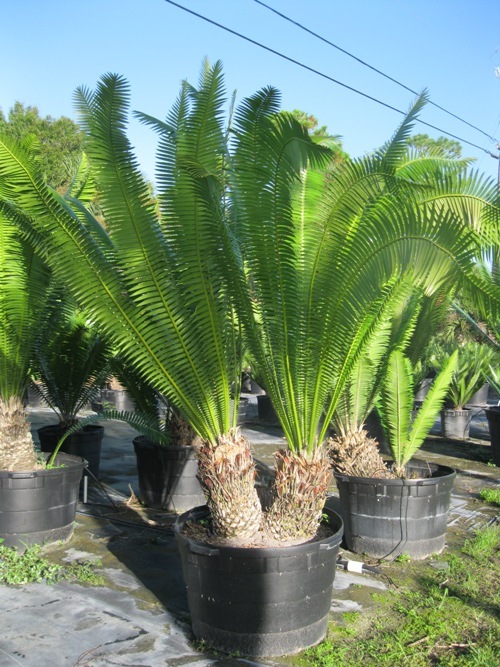 Copernicia rigida 6'OA - For Sale - PalmTalk