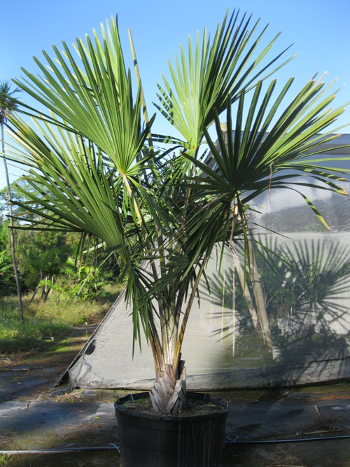 Corypha utan - For Sale - PalmTalk