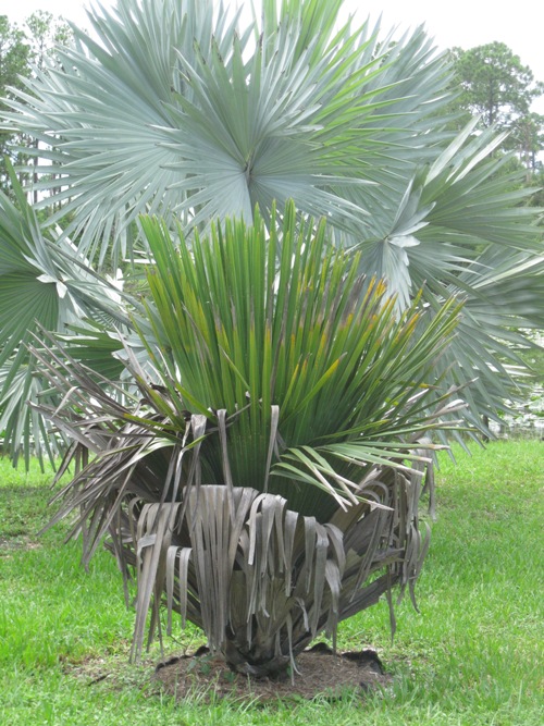 Copernicia rigida 6'OA - For Sale - PalmTalk