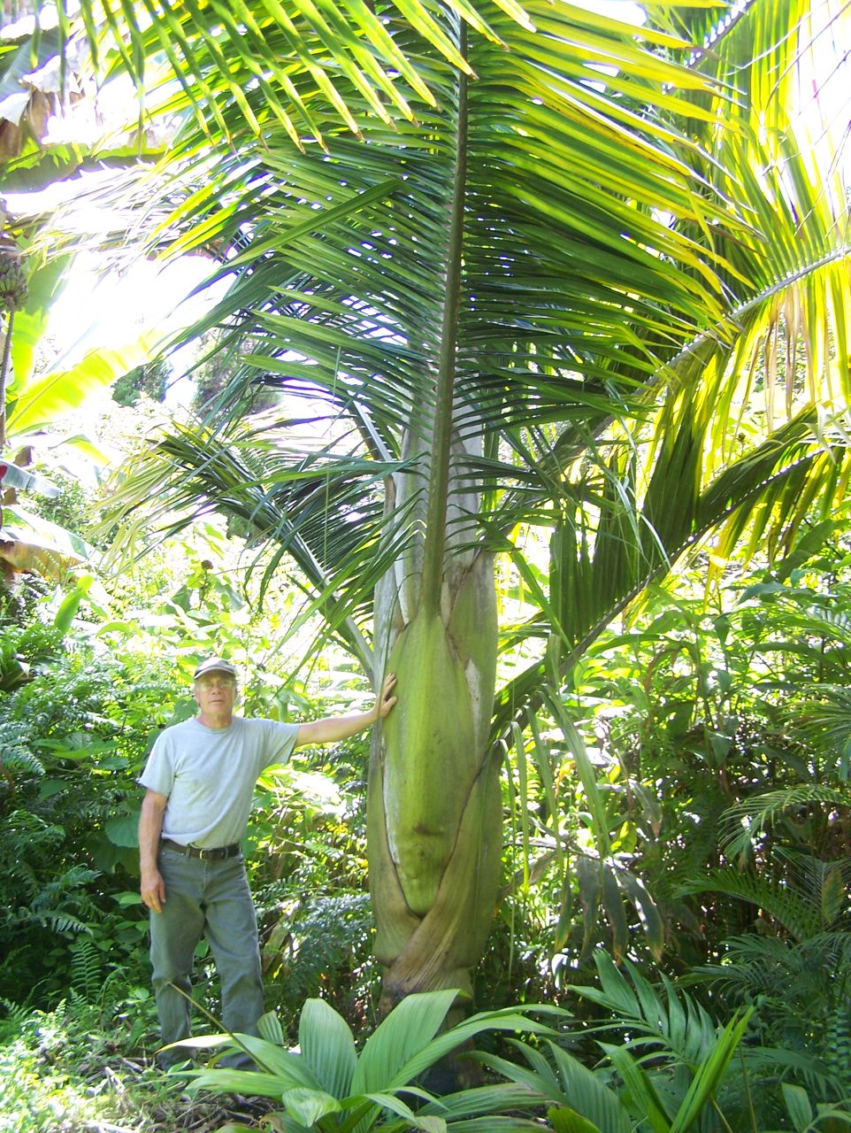 Old pictures - DISCUSSING PALM TREES WORLDWIDE - PalmTalk