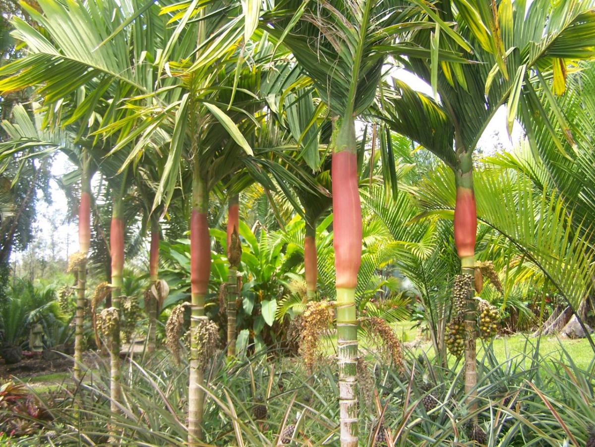 Areca macrocalyx red seed - For Sale - PalmTalk