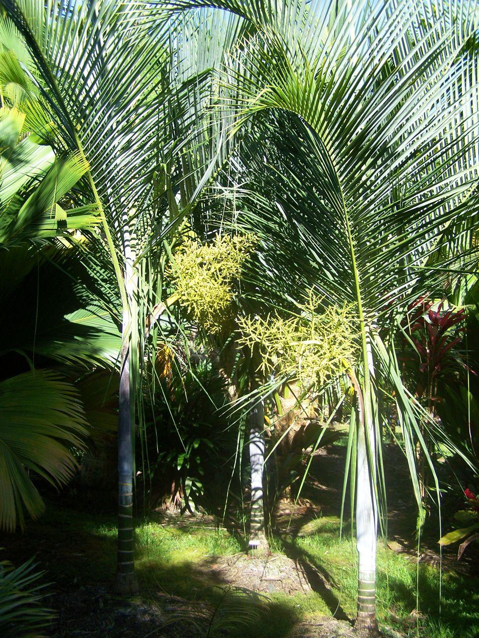 Mad. palm & Mad. gecko - DISCUSSING PALM TREES WORLDWIDE - PalmTalk
