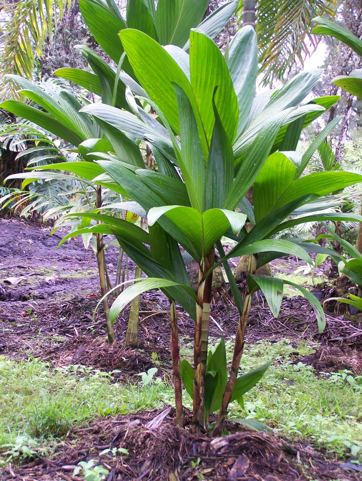 clumping Dypsis perfection - DISCUSSING PALM TREES WORLDWIDE - PalmTalk