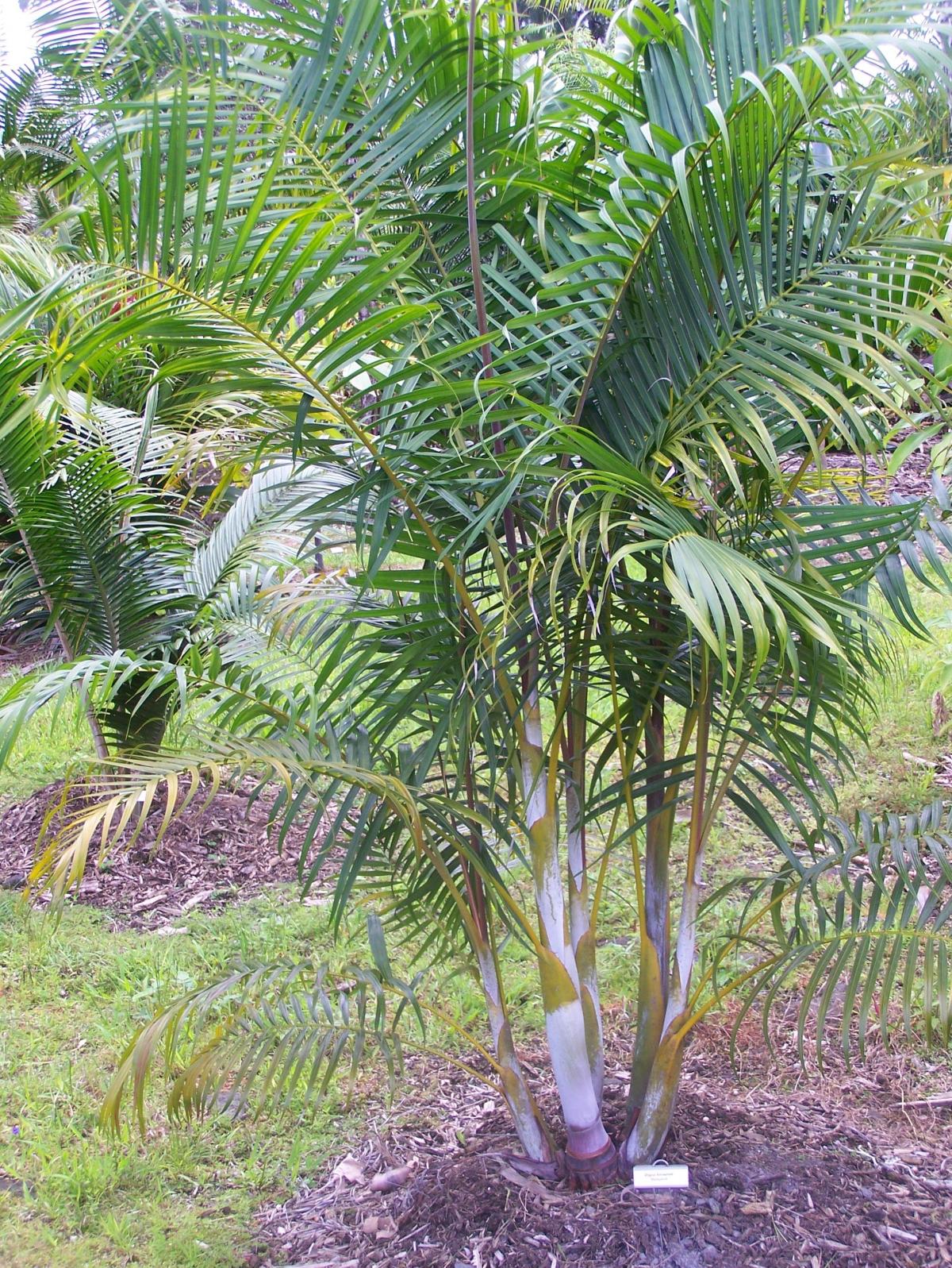 clumping Dypsis perfection - DISCUSSING PALM TREES WORLDWIDE - PalmTalk