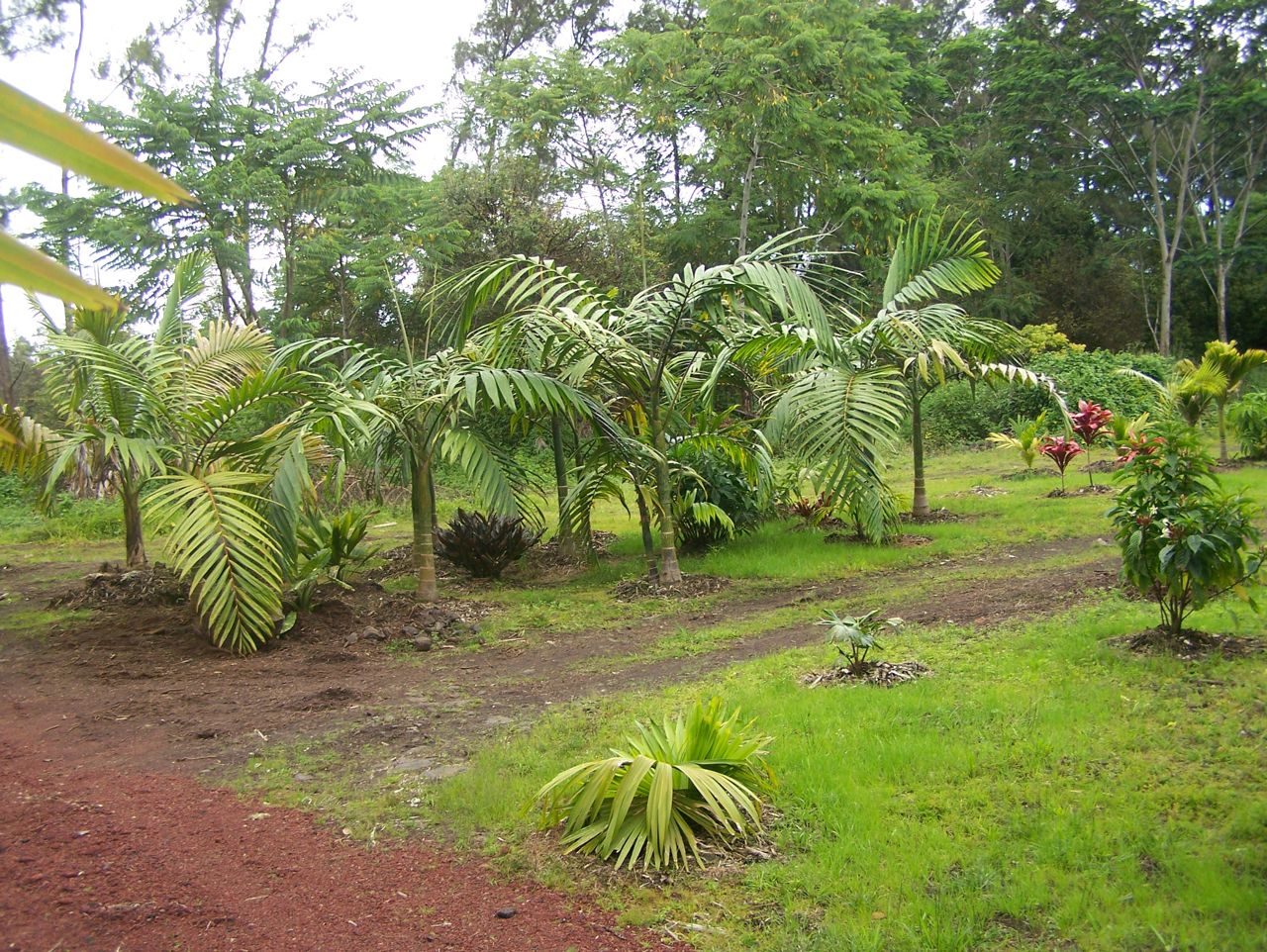 New spring planting - DISCUSSING PALM TREES WORLDWIDE - PalmTalk
