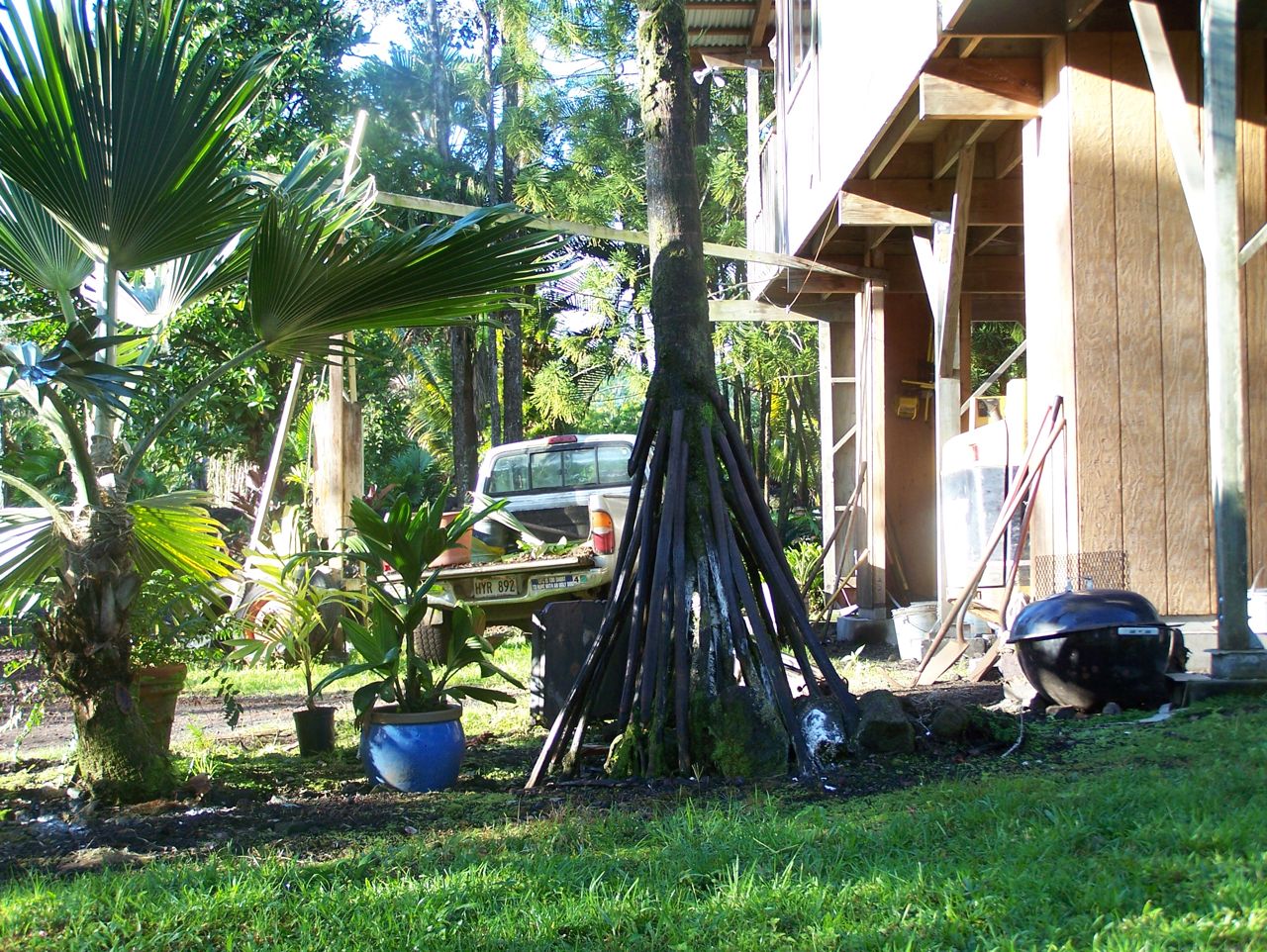 lets see your STILT ROOT PALMS............ - DISCUSSING PALM TREES ...