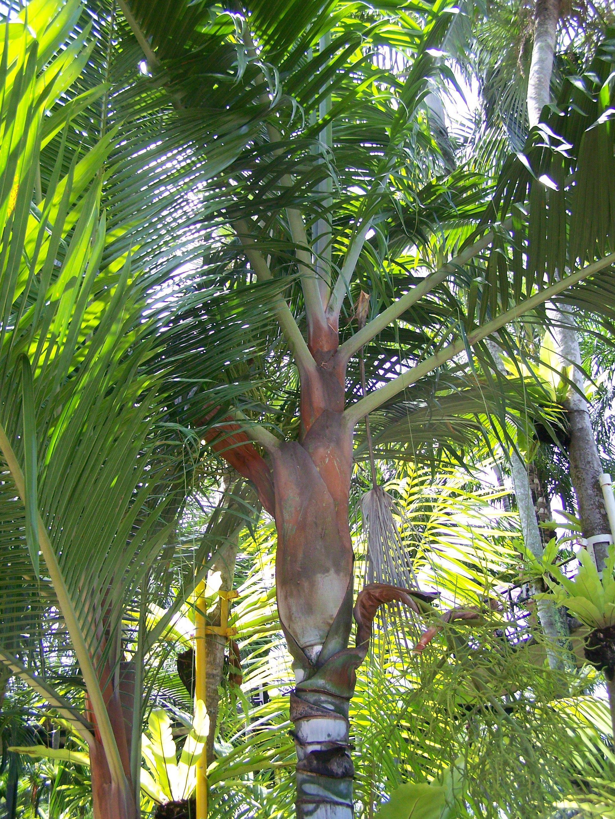 Dypsis ?????????? - DISCUSSING PALM TREES WORLDWIDE - PalmTalk