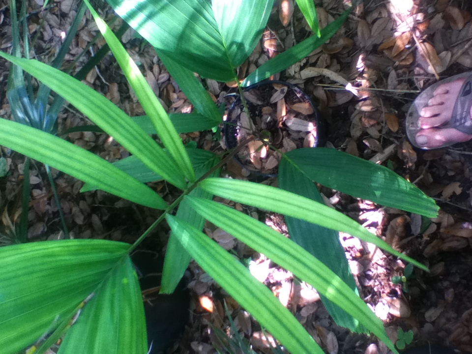 what am I? - DISCUSSING PALM TREES WORLDWIDE - PalmTalk