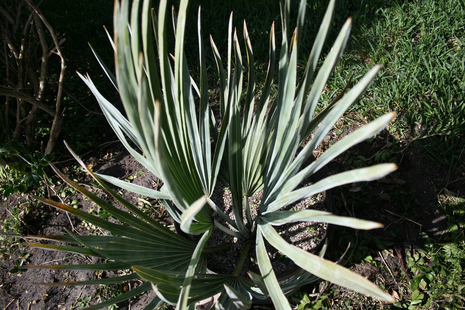 Copernicia hospita X Copernicia cowellii pictures - DISCUSSING PALM ...