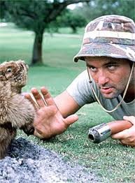 damn gophers! - DISCUSSING PALM TREES WORLDWIDE - PalmTalk